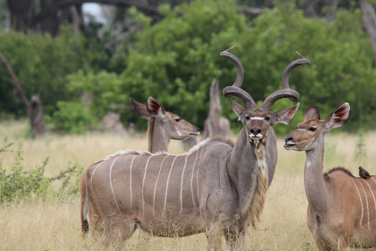 Show us your Greater Kudu. - Your Africa images - Safaritalk