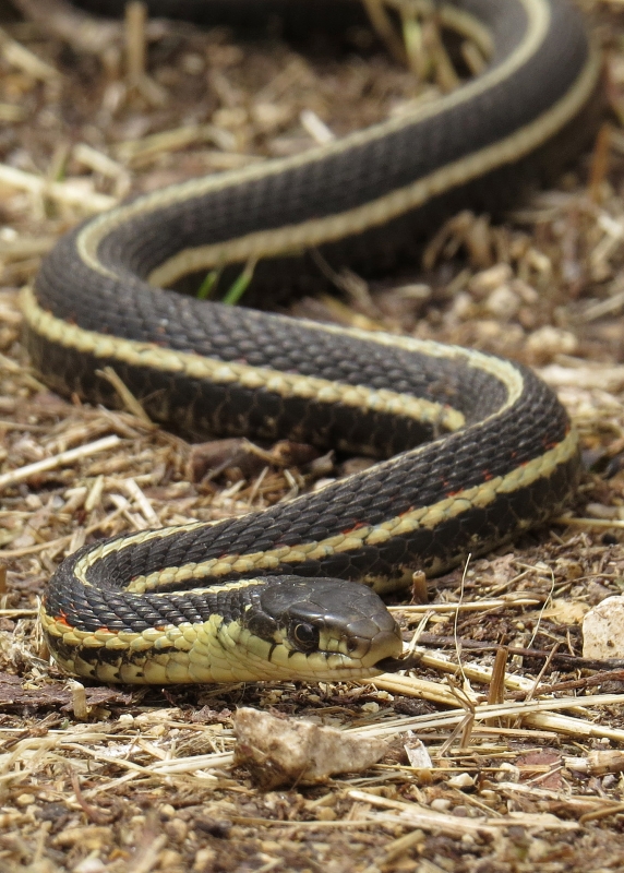 Snakes on a Plain - Narcisse, Manitoba Snake Dens Trip Report - North ...