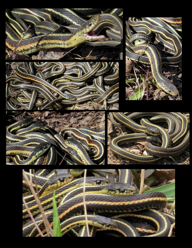 Snakes on a Plain - Narcisse, Manitoba Snake Dens Trip Report - North ...