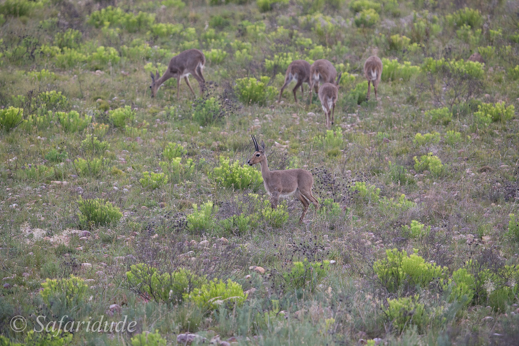 Show us your small antelope species. - Your Africa images - Safaritalk