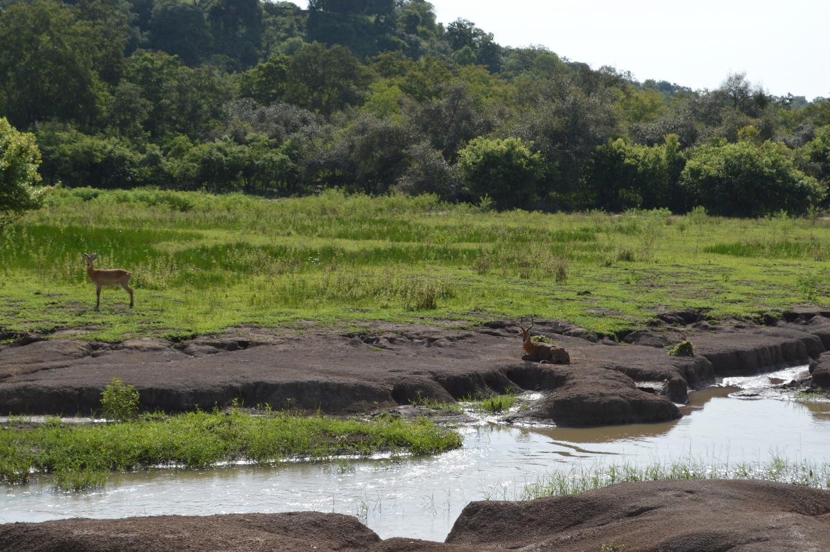 Mole National Park - Ghana. - Ghana - Safaritalk