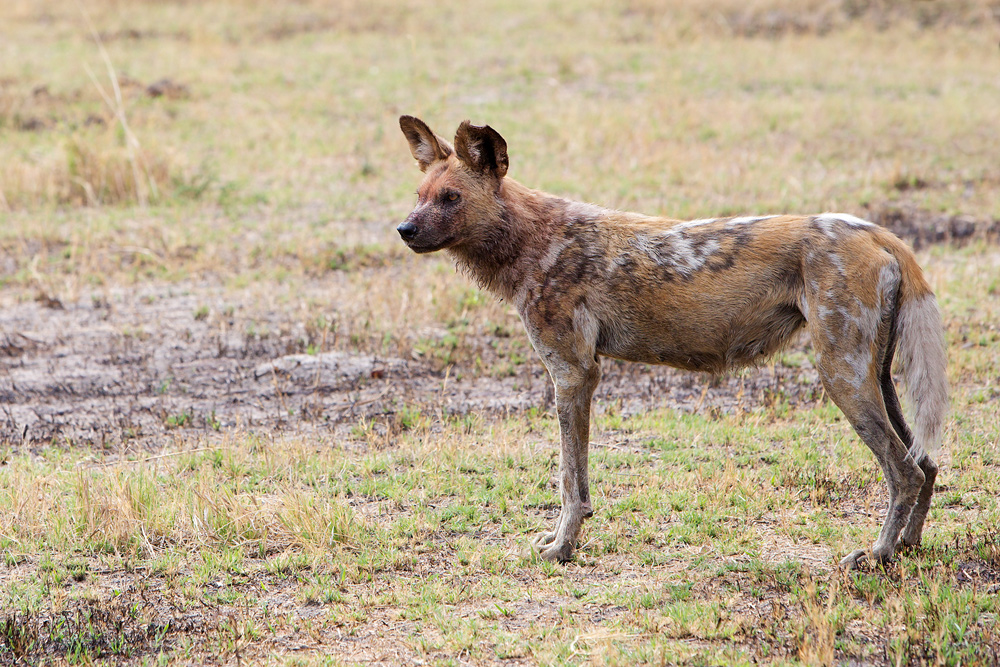 Kwando Nov. 2014, a mixed safari experience - Botswana - Safaritalk