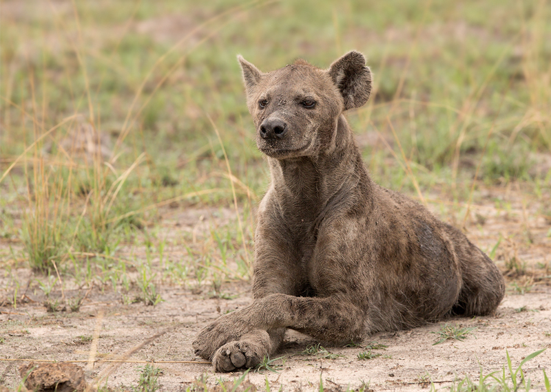 Kwando Nov. 2014, a mixed safari experience - Page 4 - Botswana ...