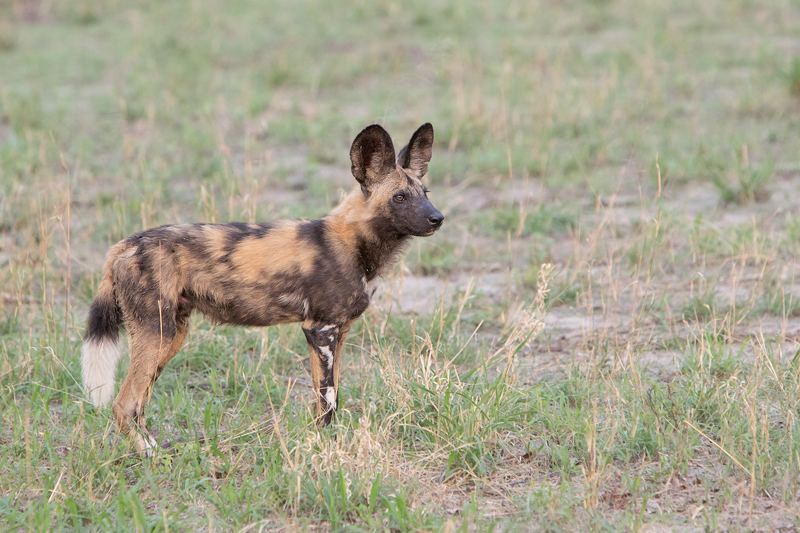 Kwando Nov. 2014, a mixed safari experience - Page 4 - Botswana ...