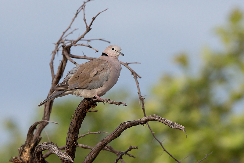 Kwando Nov. 2014, a mixed safari experience - Page 2 - Botswana ...