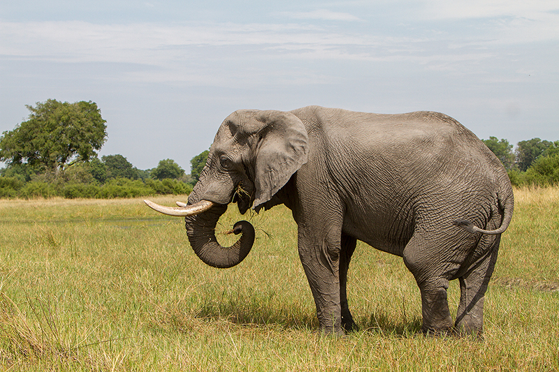 Kwando Nov. 2014, a mixed safari experience - Page 2 - Botswana ...