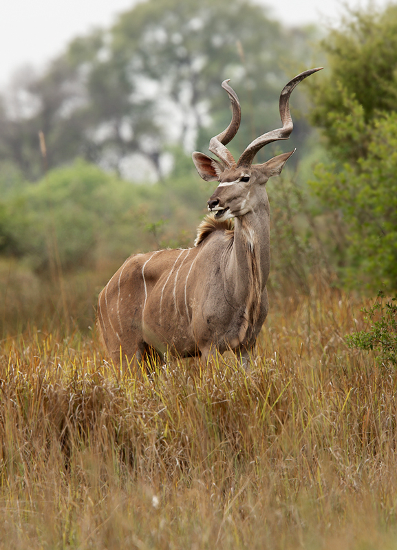 Kwando Nov. 2014, a mixed safari experience - Page 2 - Botswana ...