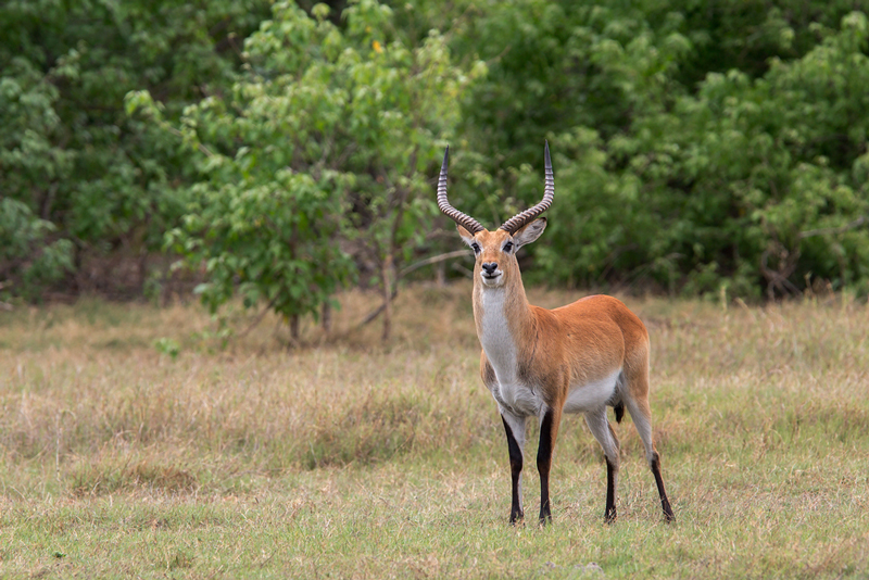 Kwando Nov. 2014, a mixed safari experience - Page 2 - Botswana ...
