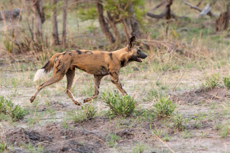 Kwando Nov. 2014, a mixed safari experience - Page 4 - Botswana ...