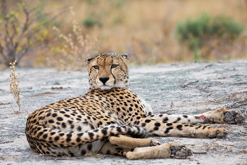 Kwando Nov. 2014, a mixed safari experience - Page 2 - Botswana ...