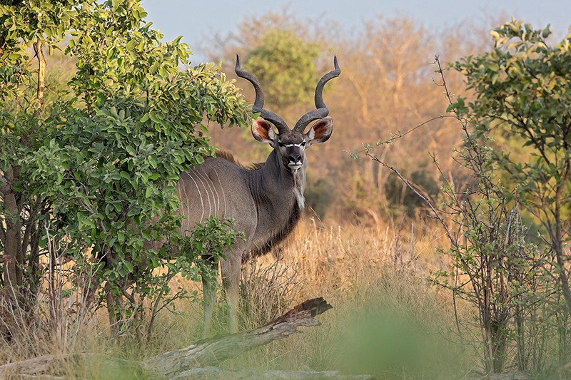 Kwando Nov. 2014, a mixed safari experience - Page 3 - Botswana ...