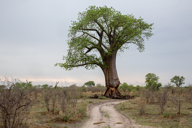 Kwando Nov. 2014, a mixed safari experience - Page 3 - Botswana ...