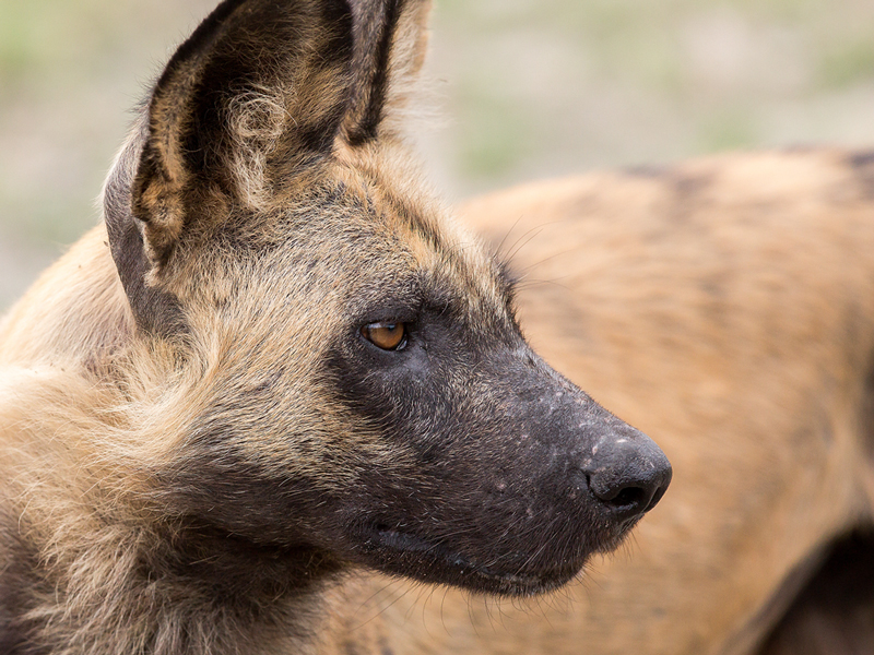 Kwando Nov. 2014, a mixed safari experience - Page 3 - Botswana ...