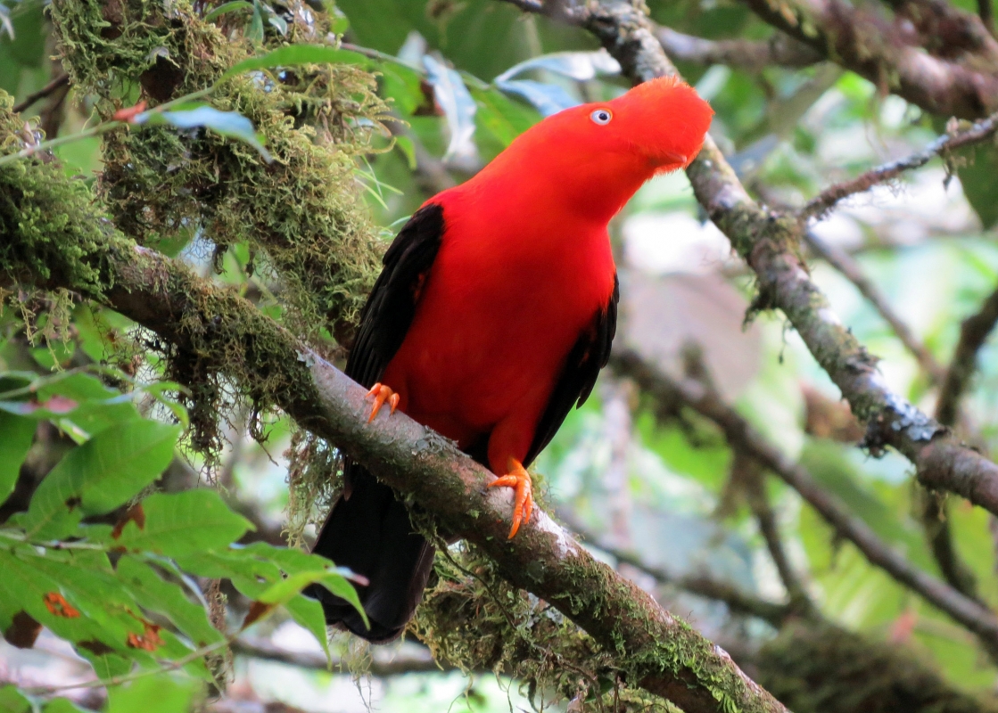 Manu National Park and Biosphere Reserve in Peru -October - South ...