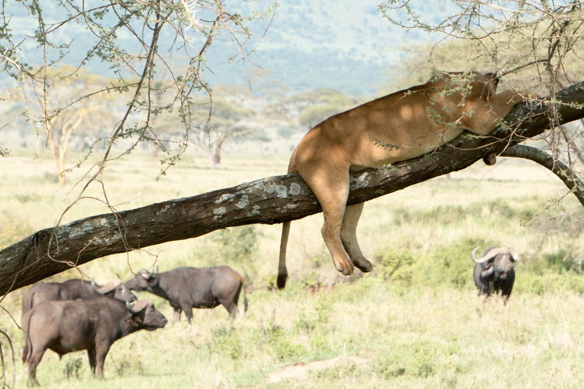 Christmas in Tanzania - Tanzania - Safaritalk