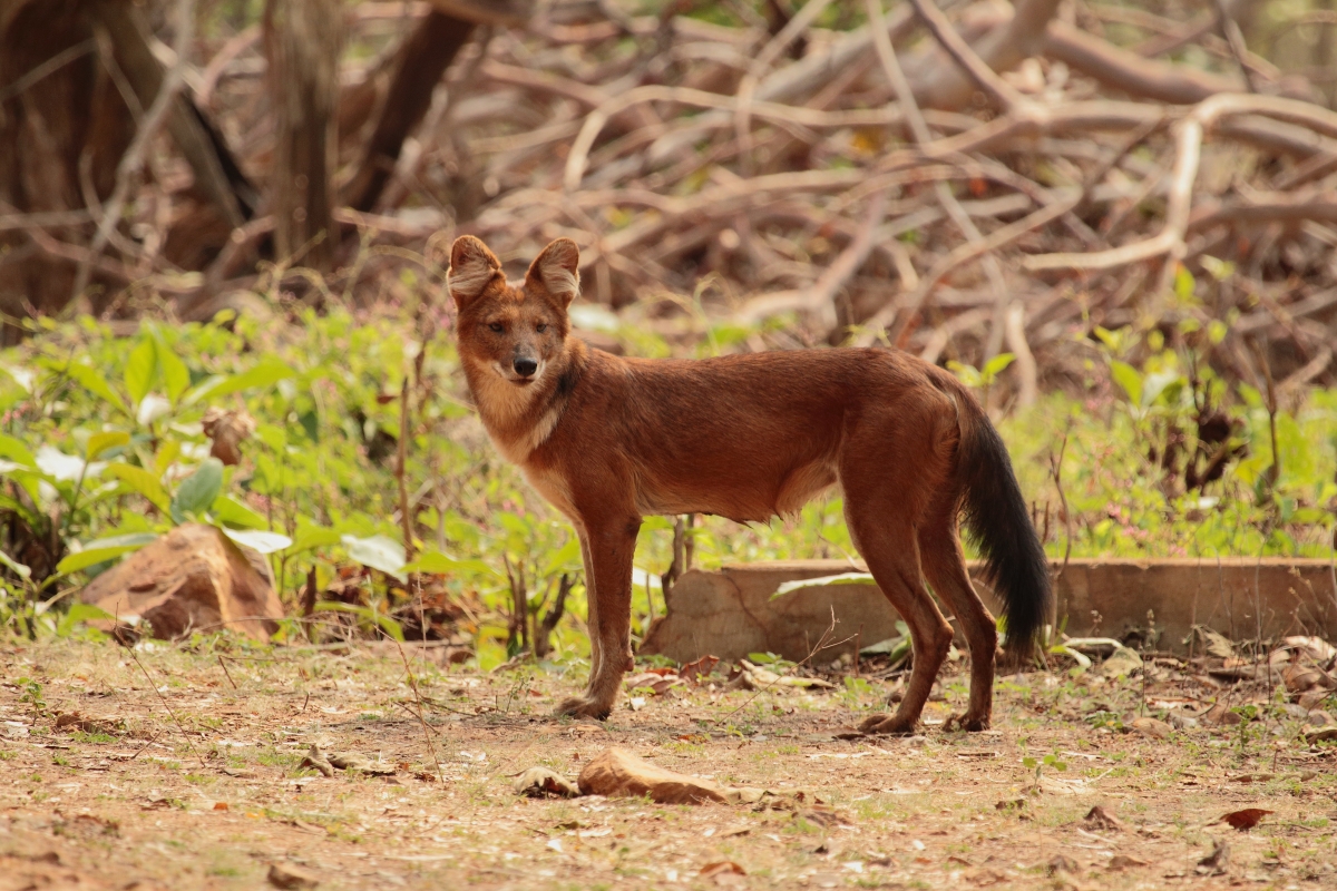 Show Us Your Dhole ... - Your India images - Safaritalk