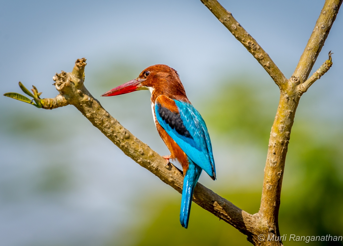 South Africa's Kingfishers - Africa birds - Safaritalk
