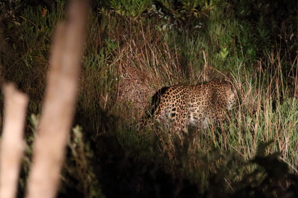 iSimangaliso Wetland Park. - South Africa - Safaritalk