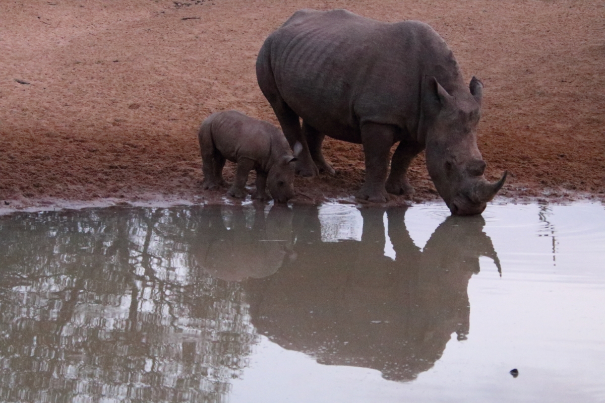 uMkhuze and Ndumo. Exploring two Ezemvelo KZN Wildlife reserves ...
