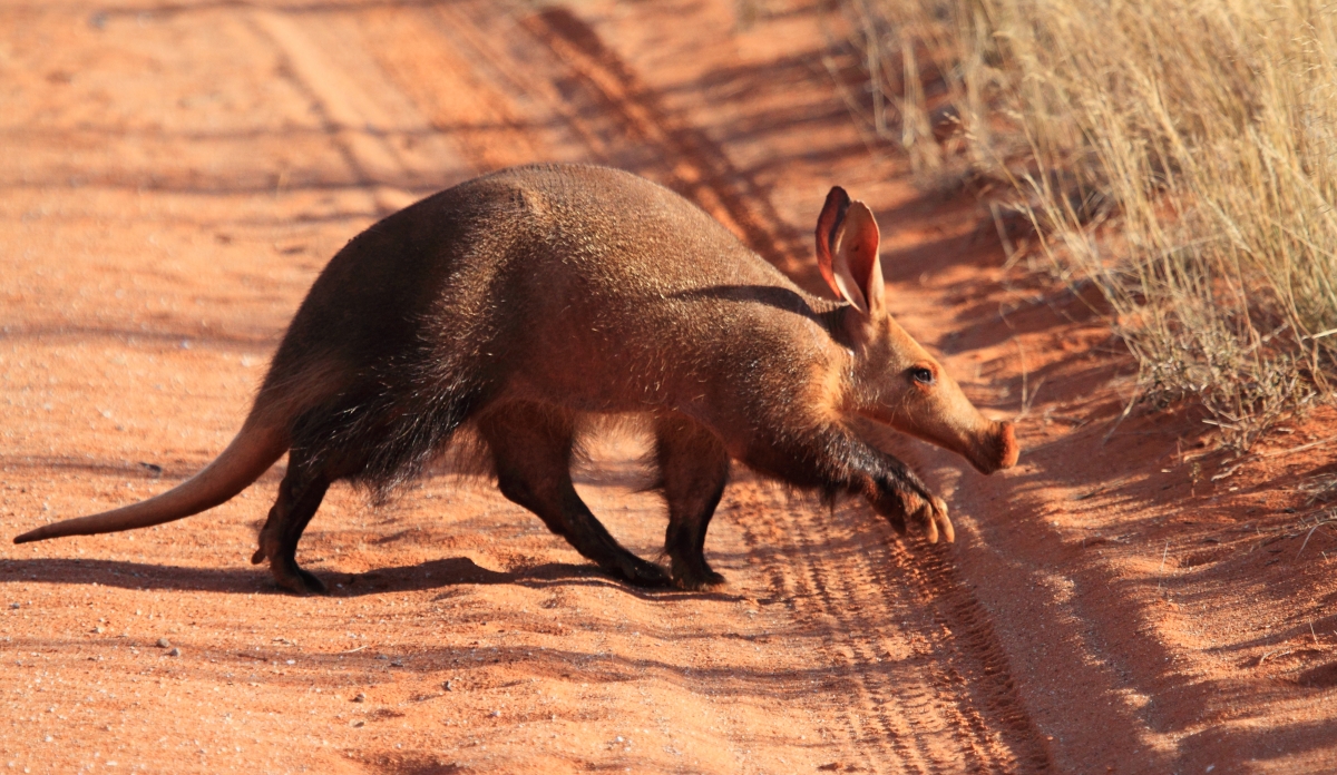 Show us your aardvarks... - Page 2 - Your Africa images - Safaritalk