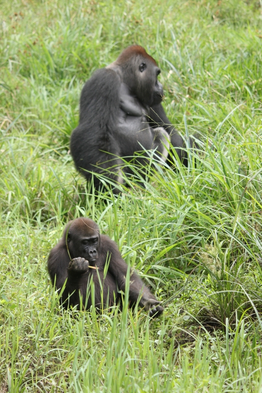 Searching for mammals in the Dzanga-Sangha Rainforest, CAR (July 2015 ...