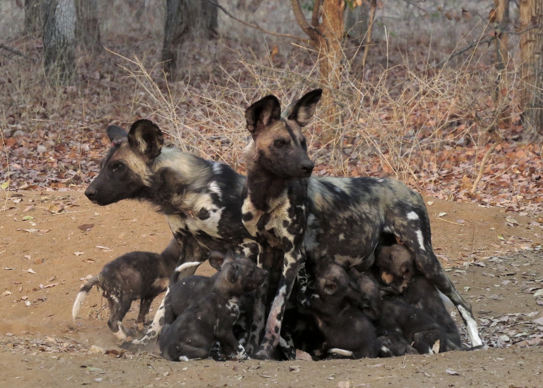 Chishakwe in Save Valley Conservancy, 4.5 hrs from Harare. WILD DOGS ...