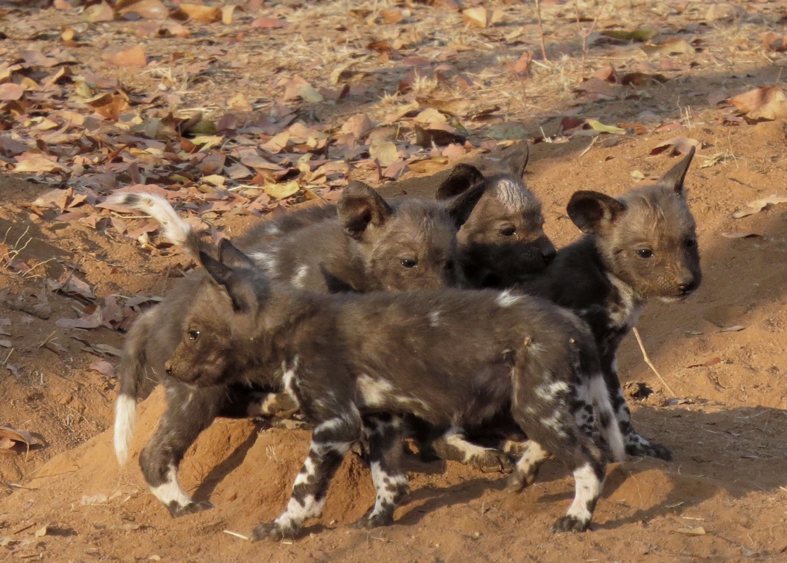 Chishakwe in Save Valley Conservancy, 4.5 hrs from Harare. WILD DOGS ...