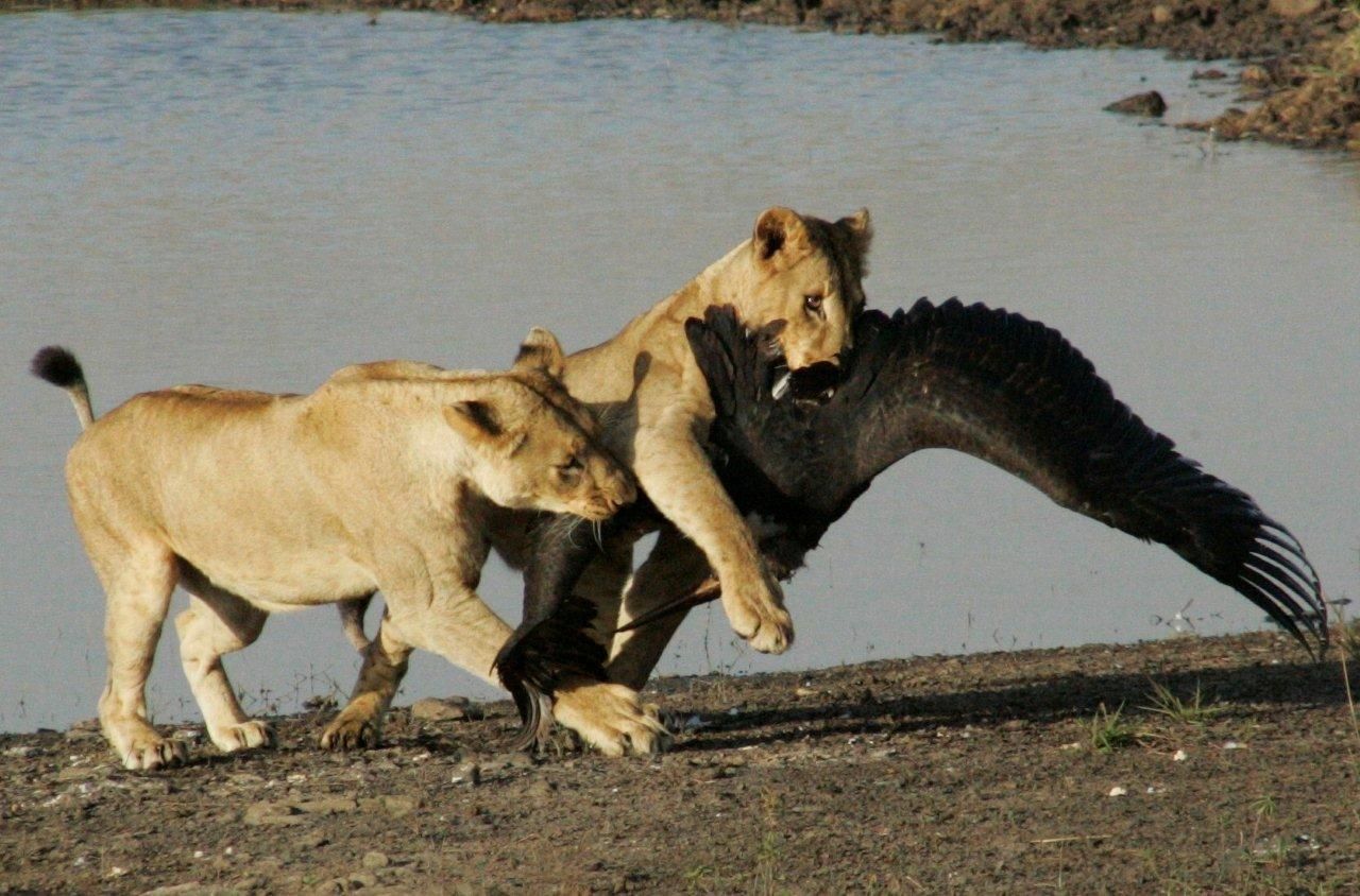Lion Kill: Eland Dam, Nairobi National Park. - Your Africa images ...