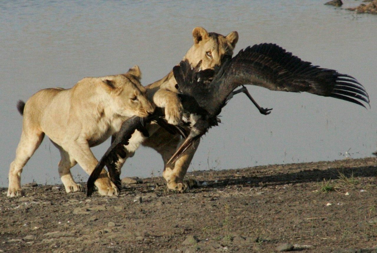 Lion Kill: Eland Dam, Nairobi National Park. - Your Africa images ...