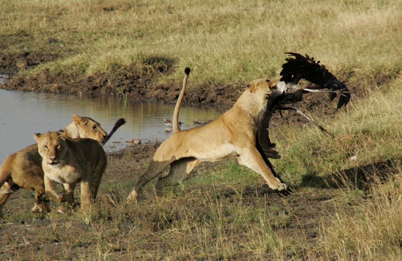 Lion Kill: Eland Dam, Nairobi National Park. - Your Africa images ...