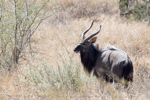 Show us your nyala... - Your Africa images - Safaritalk