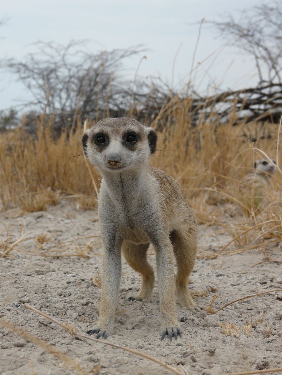 Meerkat saying "hello"... - Your Africa images - Safaritalk