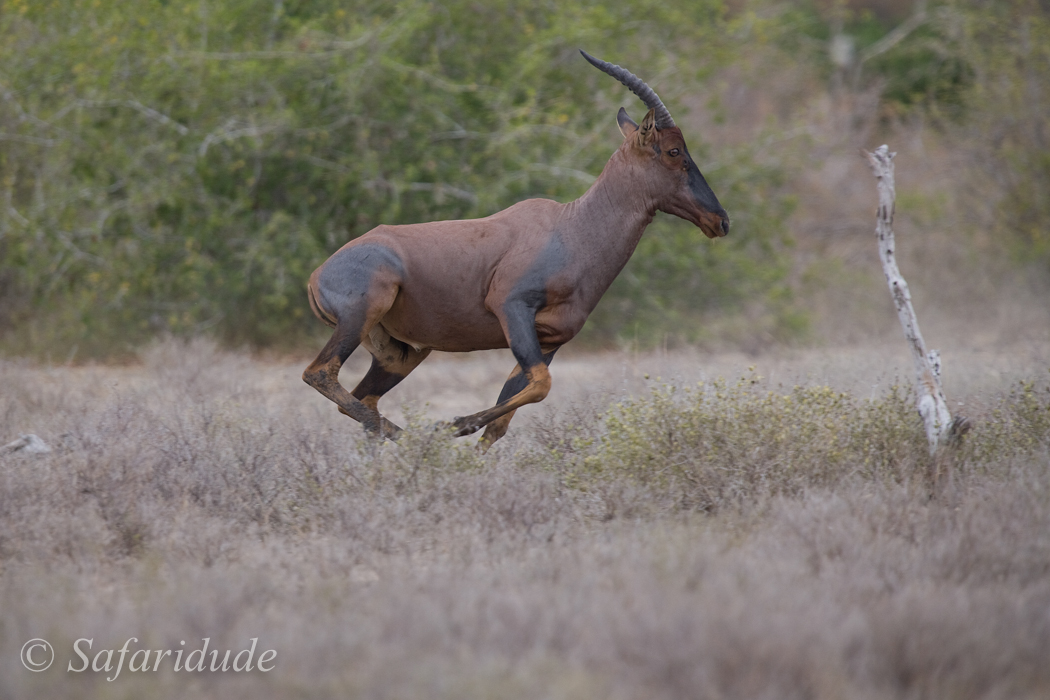 Show us your topis and tsessebes... - Your Africa images - Safaritalk