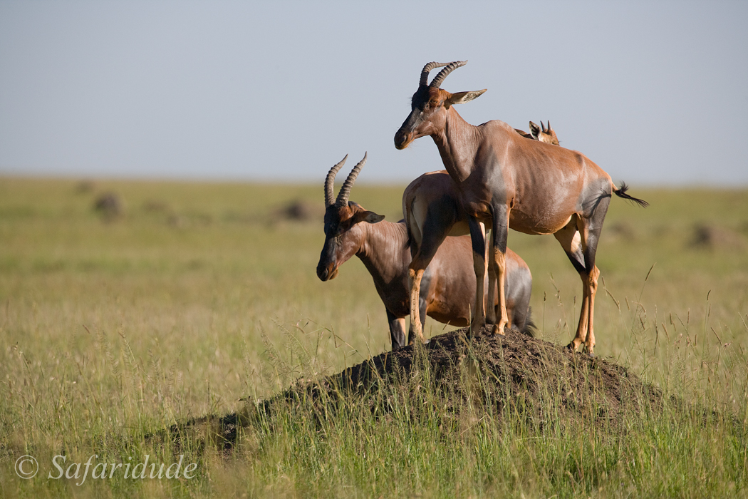 Show us your topis and tsessebes... - Your Africa images - Safaritalk