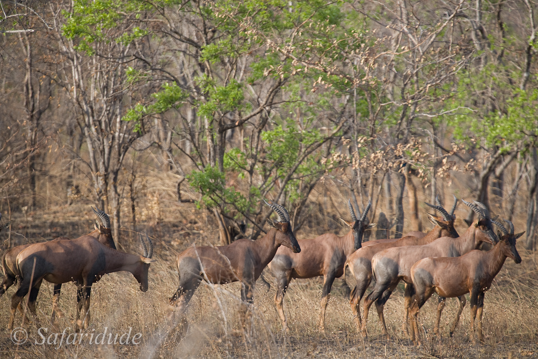 Show us your topis and tsessebes... - Your Africa images - Safaritalk