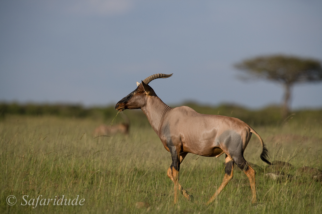 Show us your topis and tsessebes... - Your Africa images - Safaritalk