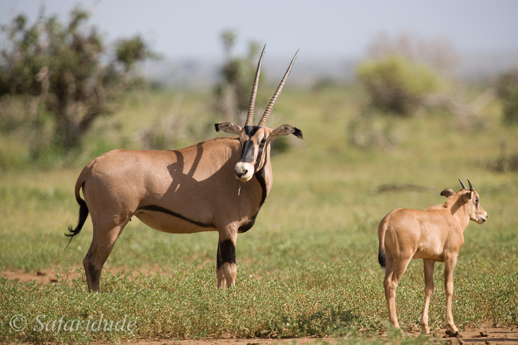 Show us your oryx... - Your Africa images - Safaritalk