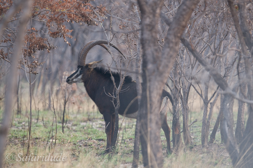 Show us your sable. - Your Africa images - Safaritalk