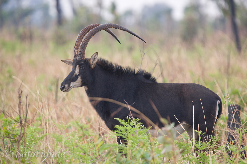 Show us your sable. - Your Africa images - Safaritalk