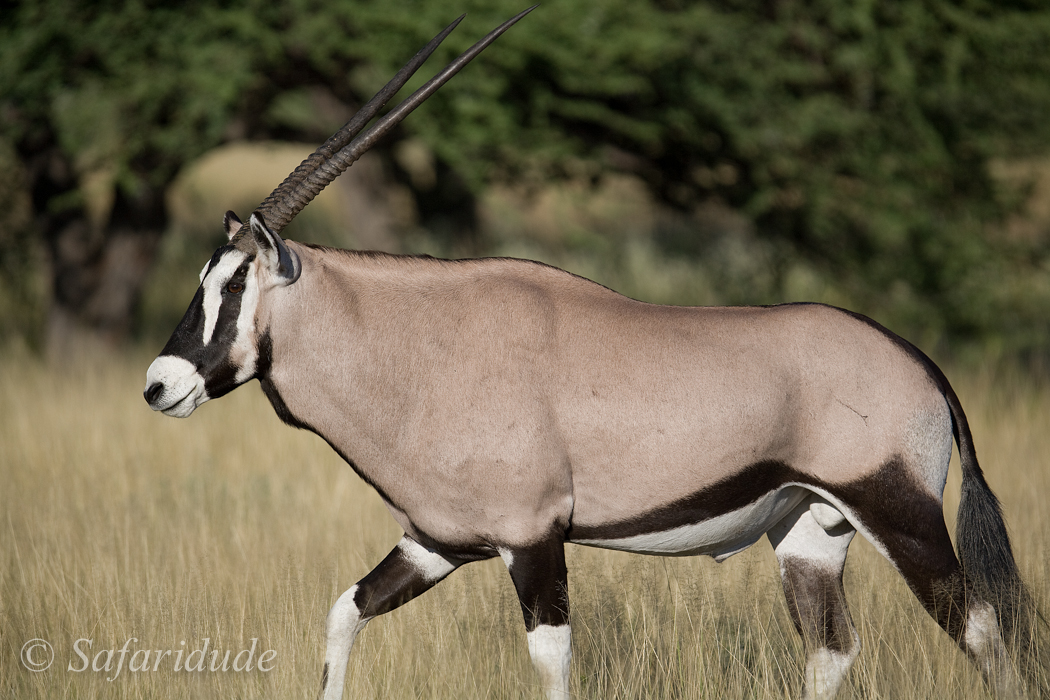 Show us your oryx... - Your Africa images - Safaritalk
