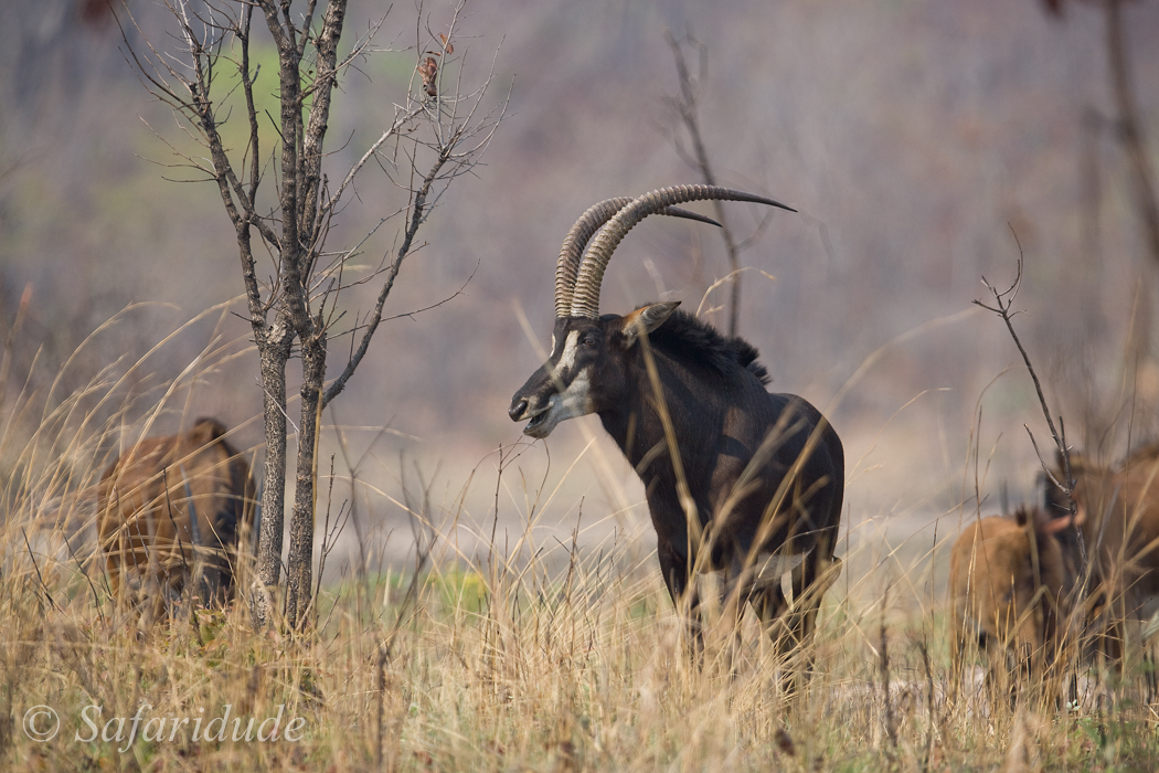 Show us your sable. - Your Africa images - Safaritalk