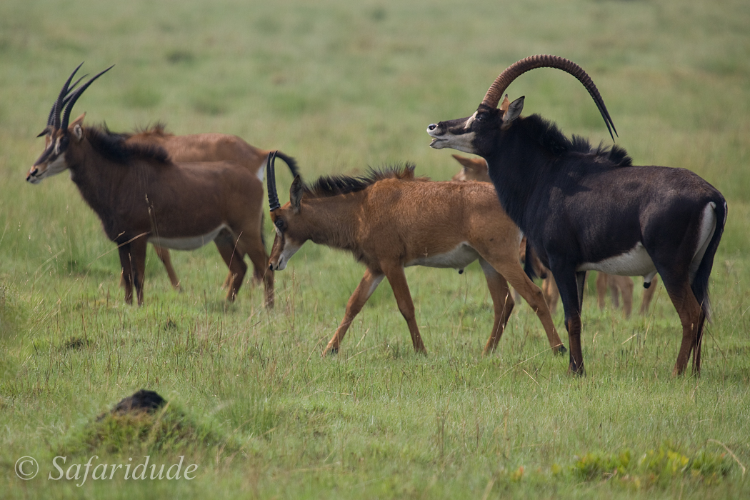 Show us your sable. - Your Africa images - Safaritalk