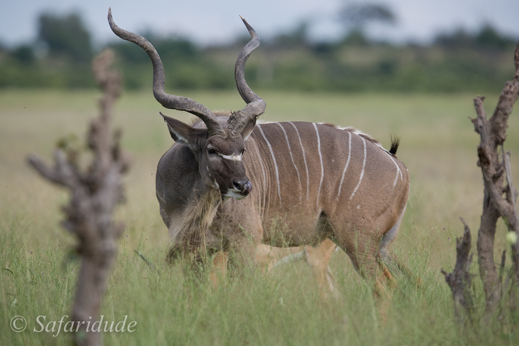 Show us your Greater Kudu. - Your Africa images - Safaritalk