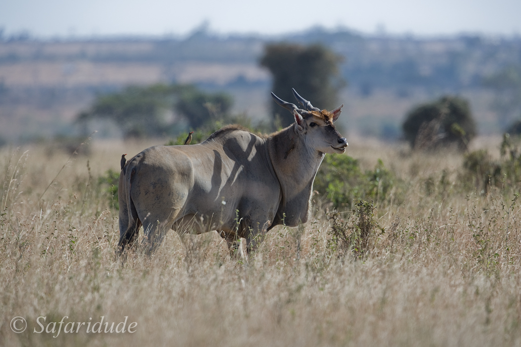 Show us your Eland photos... - Your Africa images - Safaritalk