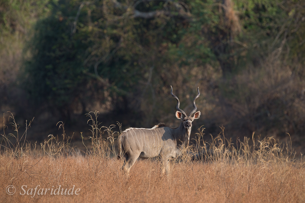Show us your Greater Kudu. - Your Africa images - Safaritalk