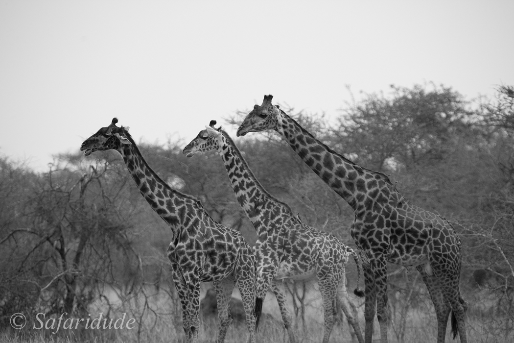 Giraffe subspecies ID Pics. What are the visual differences? - Your ...