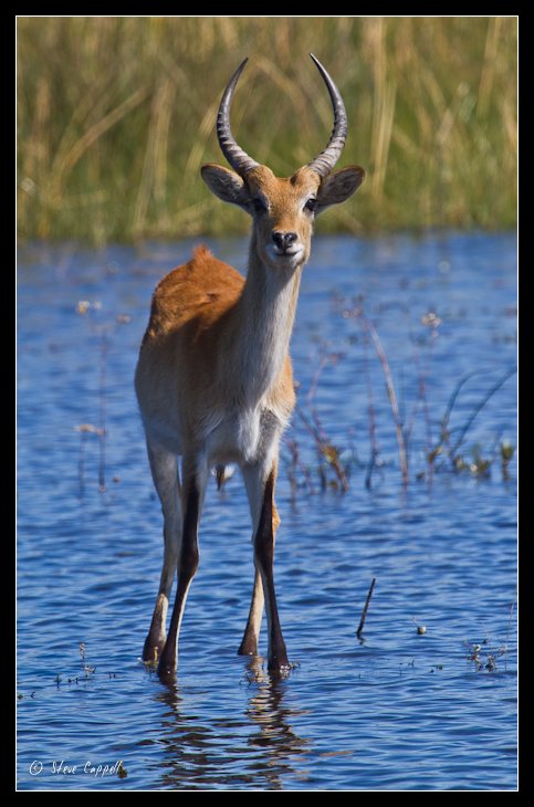 Show us your red lechwe pictures here - Your Africa images - Safaritalk