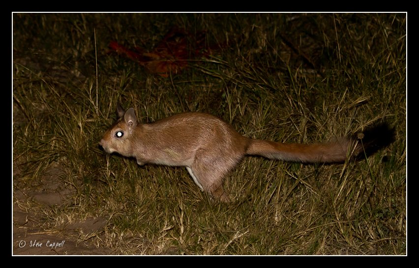 Pictures of the spring hare. - Your Africa images - Safaritalk