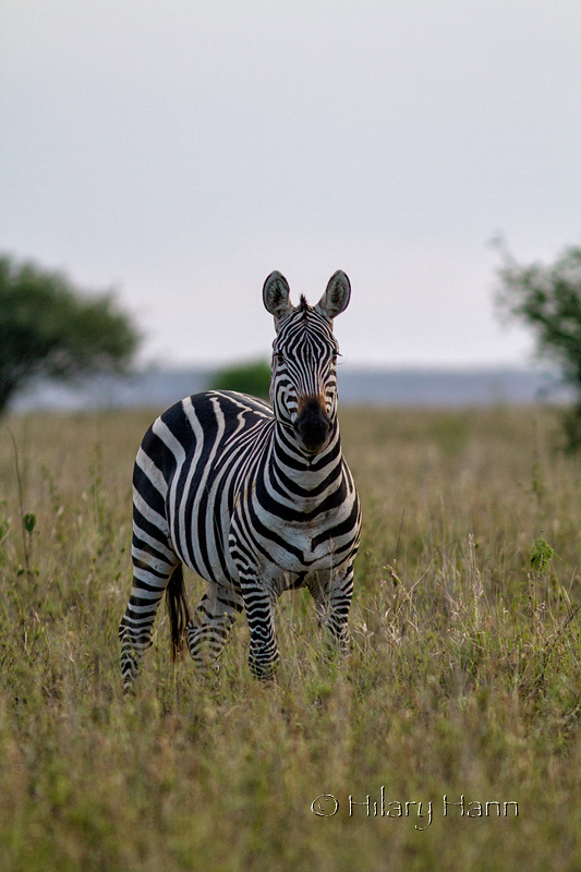 The quick and the less adventurous - Kenya - Safaritalk