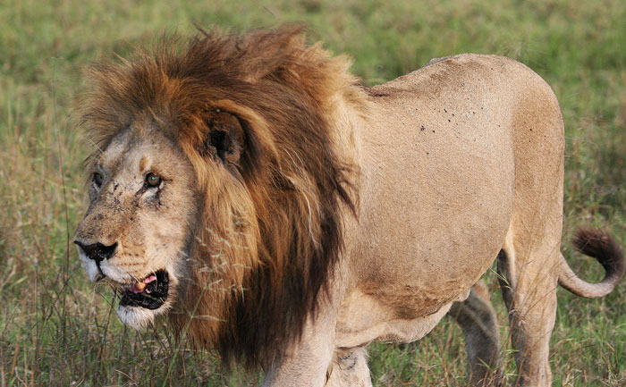 Duba Boys, Duba Plains - Your Africa images - Safaritalk